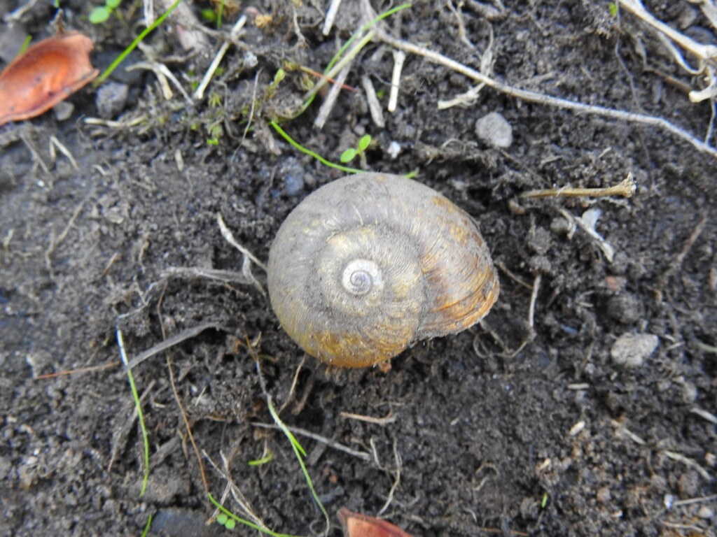 Helicina from Dorset Vale SA 5153, Australia on May 24, 2025 at 01:14 ...