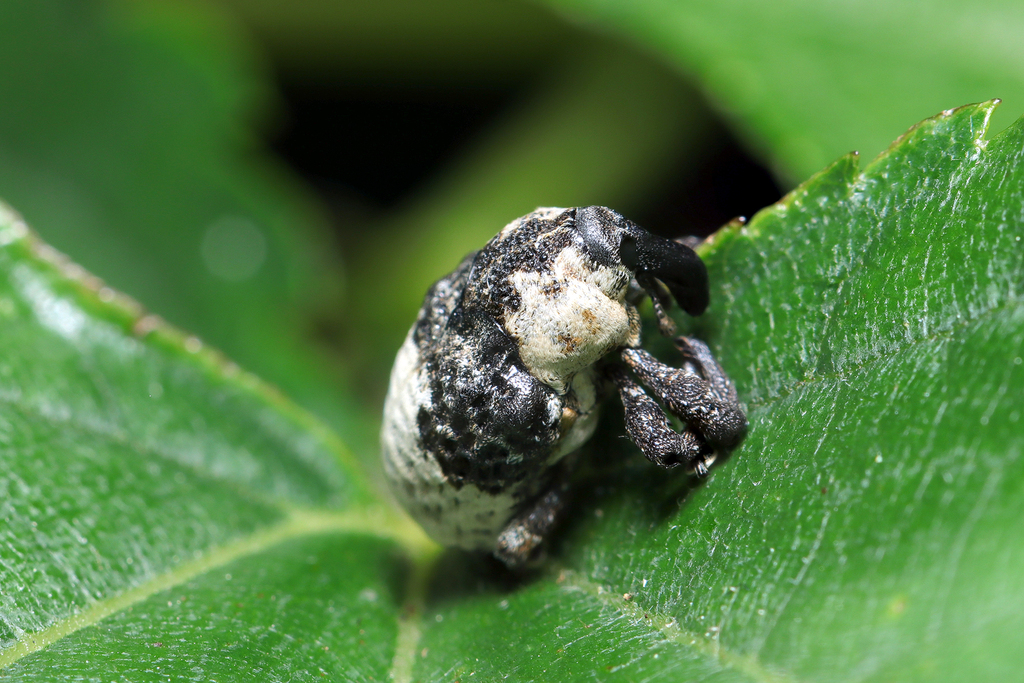 Sternuchopsis trifida from 日本、神奈川県横浜市金沢区 on May 29, 2025 at 11:16 AM by ...