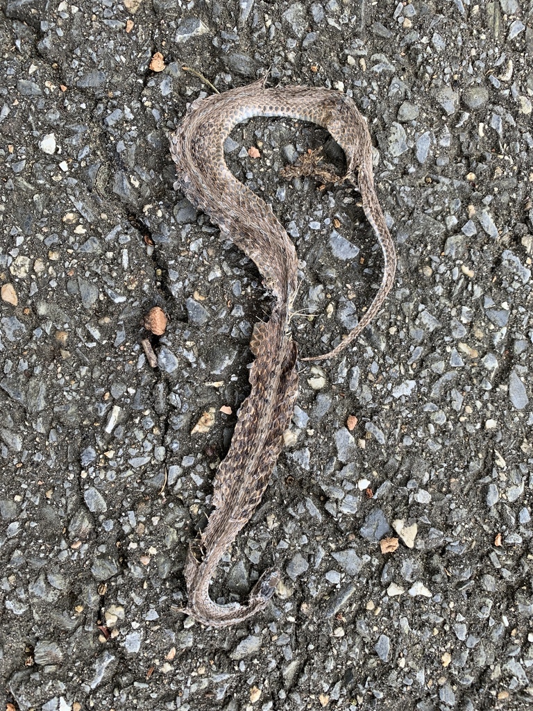 Dekay's Brownsnake from Everette Dr, Bowie, MD, US on September 13 ...