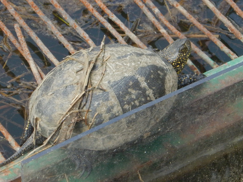 European Pond Turtle in May 2018 by laotriton · iNaturalist