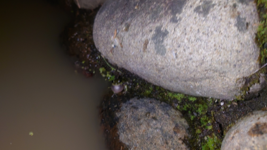 Japanese Tree Frog from Osaka, JP-OS, JP on May 29, 2025 at 11:08 PM by ...