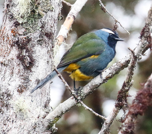 Paramythia montium · NaturaLista Colombia