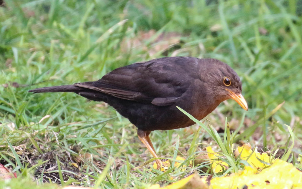 Island Thrush (Ashy) from Lot 13 Section 45, WHP, Mount Hagen 281 ...