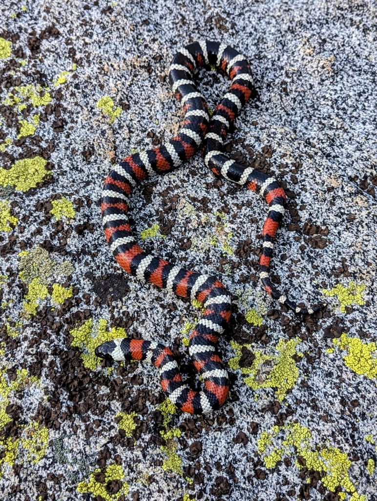 California Mountain Kingsnake in May 2025 by Matt Gruen · iNaturalist