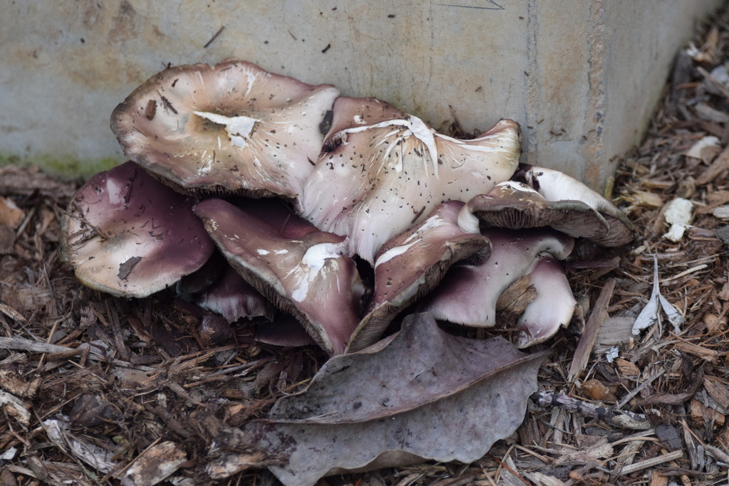 Caerulescentes from Balboa Park, San Diego, CA, USA on May 28, 2025 at ...
