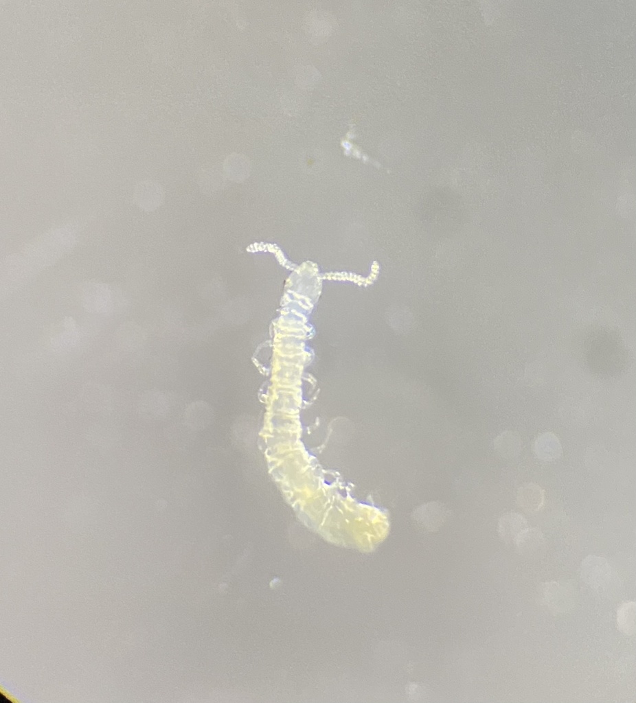 Symphylans in March 2025 by Cole Cramer. Leaf litter reducer and ...
