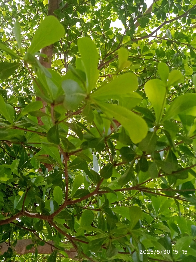 Madagascar almond from 1947, Kailash Nagar, Mondha, Chhatrapati ...