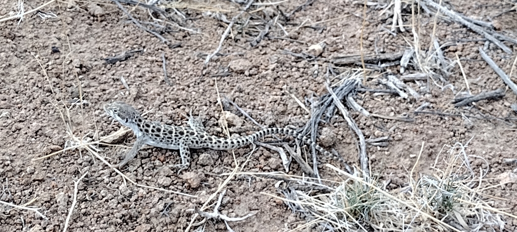 Long-nosed Leopard Lizard from Nye County, NV, USA on May 27, 2025 at ...