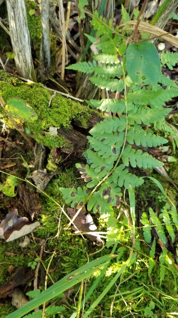 crested wood fern from Bath Twp, MI, USA on September 14, 2019 at 08:43 ...