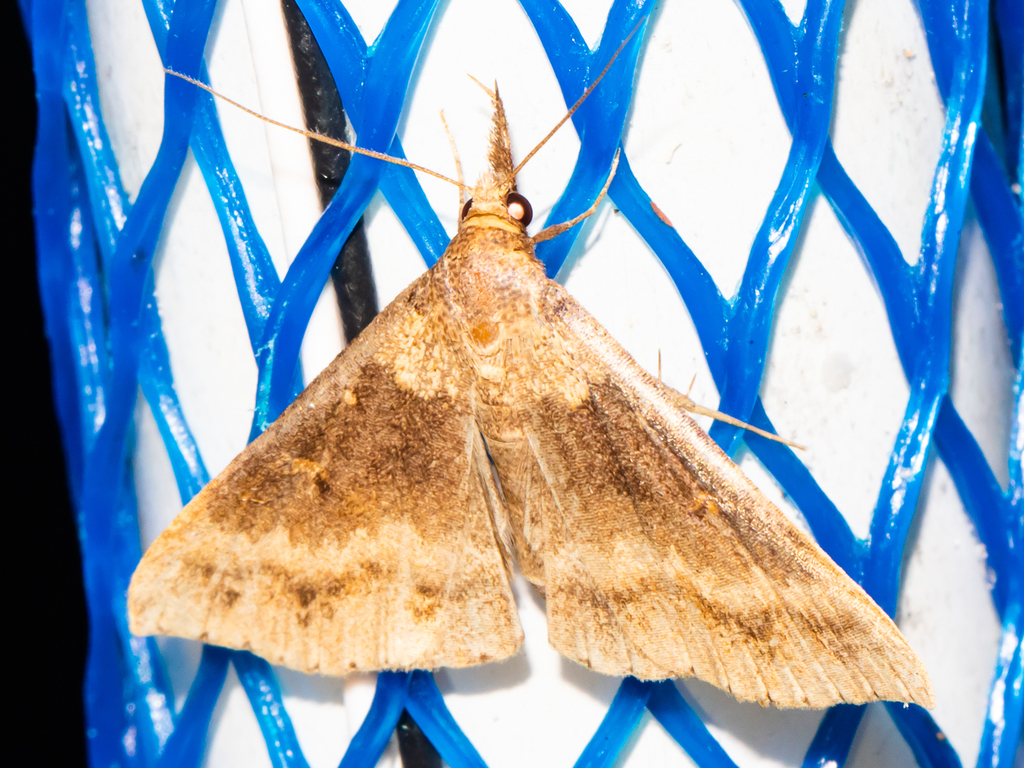 Discolored Renia Moth from Patuxent Research Refuge, Anne Arundel ...