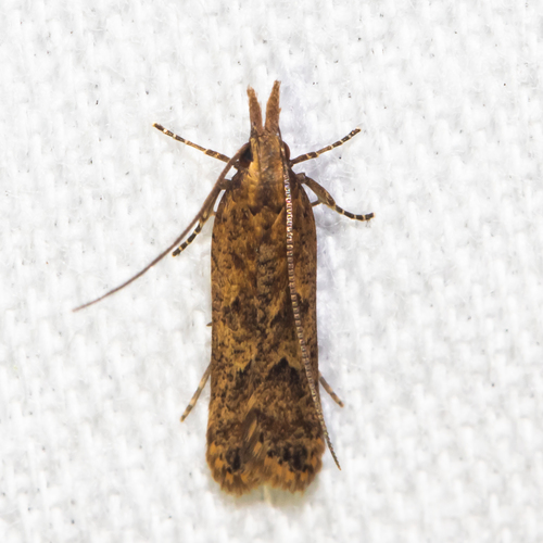 Palmerworm Moth and Allies (Complex Dichomeris liguella) · iNaturalist