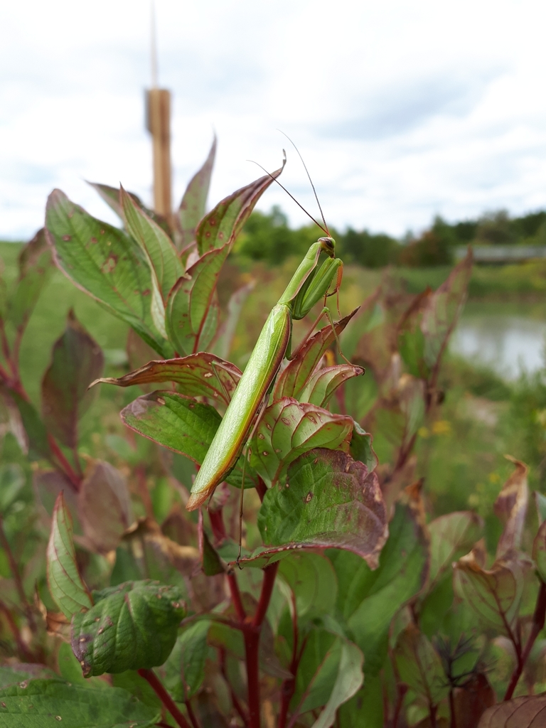 European Mantis from Oshawa, ON L1G 8C4, Canada on September 14, 2019 ...