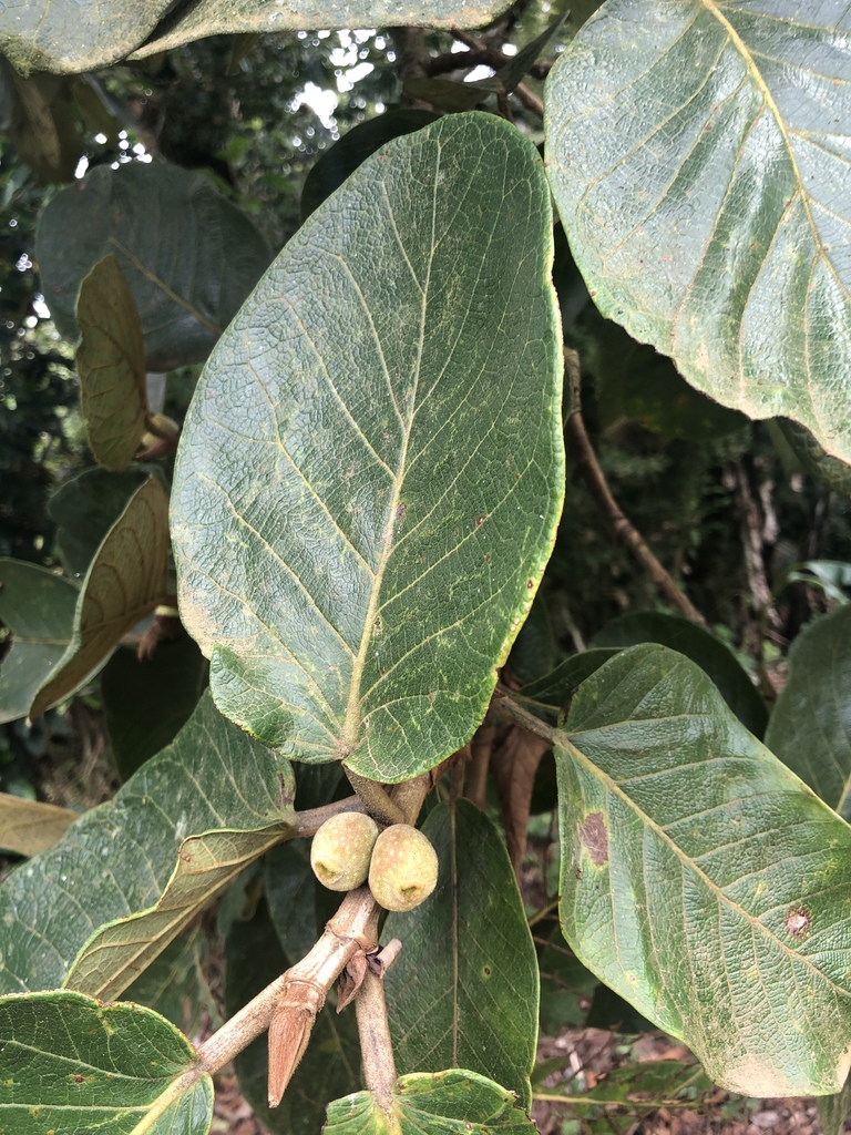 Ficus velutina from Calle Yerbabuena, Moravia, San José, CR on ...