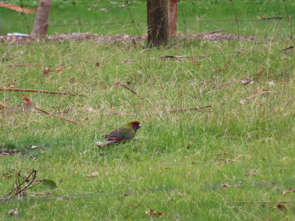 Crimson Rosella from Erica VIC 3825, Australia on May 31, 2025 at 10:02 ...