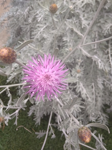 Cineraria (Senecio hybridus) · iNaturalist