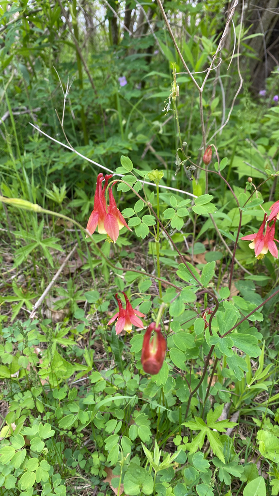 red columbine from Chatham-Kent, ON, CA on May 18, 2025 at 06:23 PM by ...