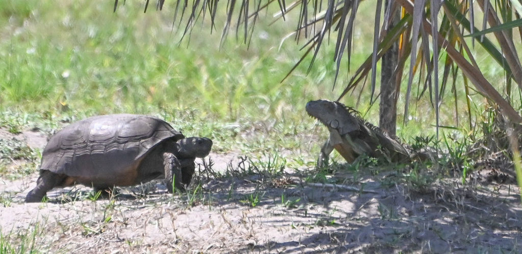 Green Iguana from Boca Raton, FL, USA on May 29, 2025 at 11:28 AM by ...