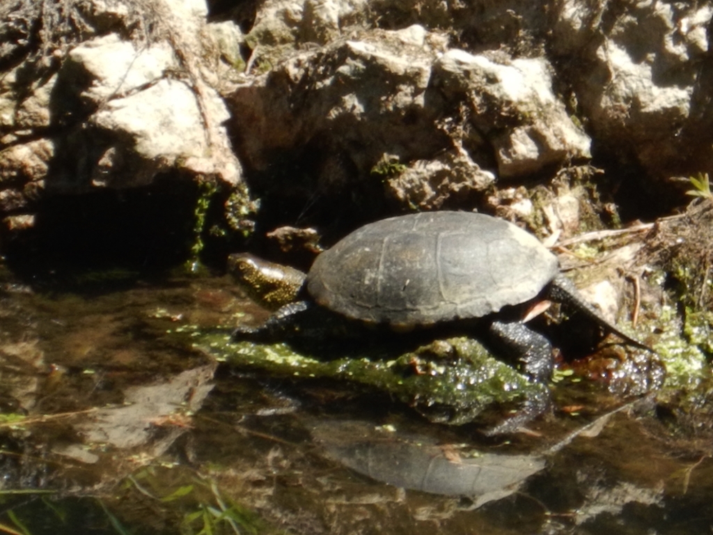 Franco-Italian Pond Turtle in August 2016 by laotriton · iNaturalist