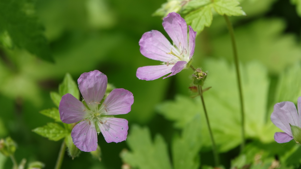 wild geranium from Itasca State Park, 36750 Main Pk Dr, Park Rapids, MN ...