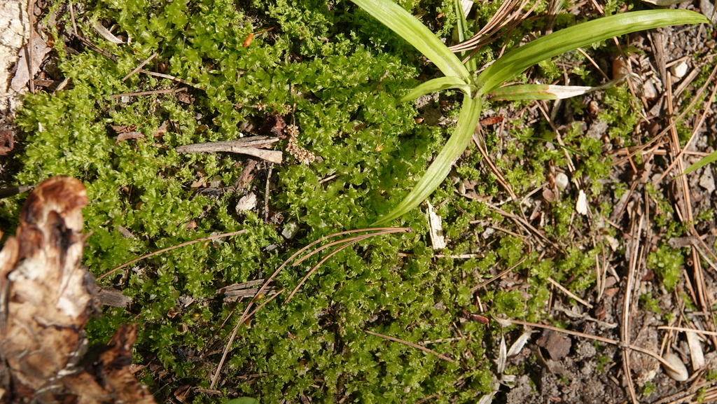 Woodsy Thyme-moss from Itasca State Park, 36750 Main Pk Dr, Park Rapids ...