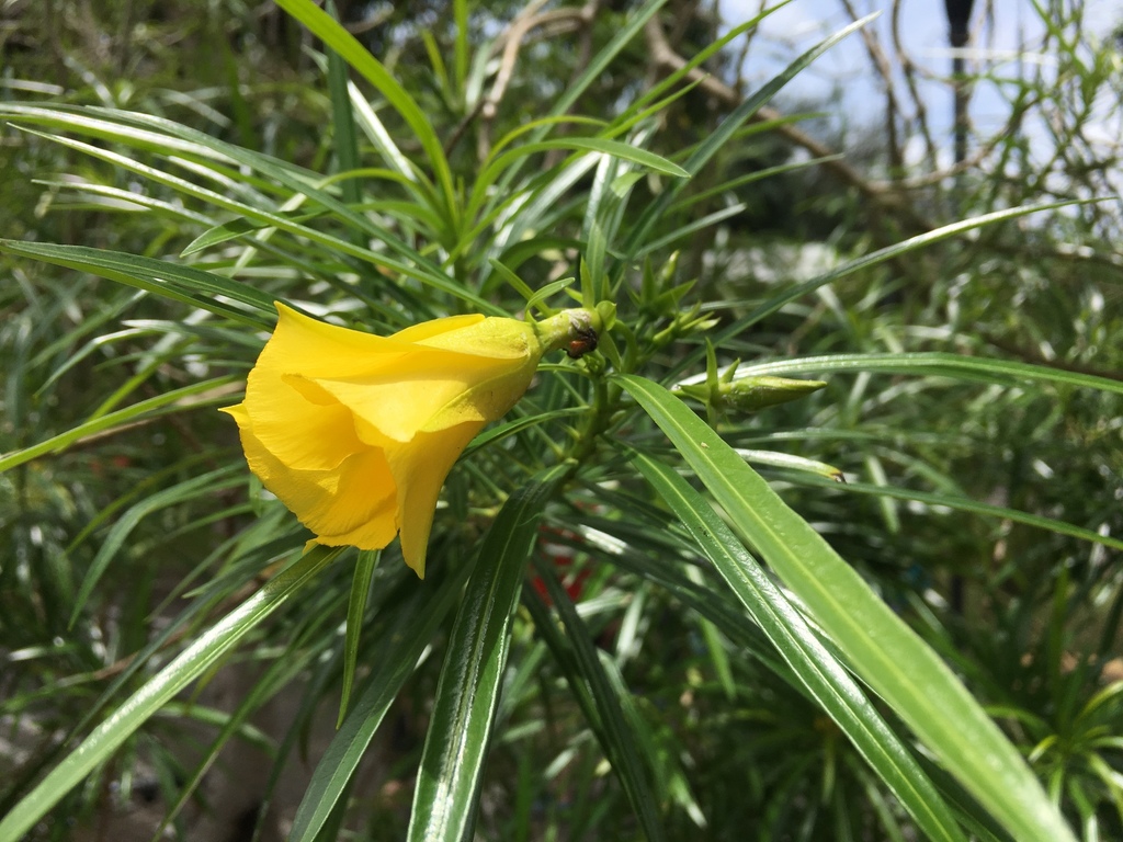 Be-still tree from Avenida 3, Abangares, Guanacaste, CR on September 13 ...