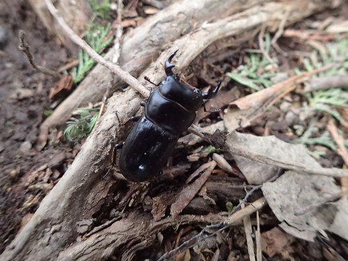 Subespecies Dorcus yaksha gracilicornis · iNaturalist Mexico