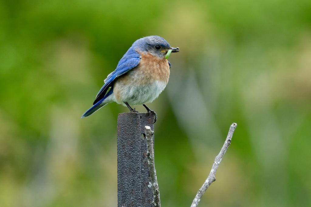Eastern Bluebird from Kawartha Lakes, ON, Canada on May 31, 2025 at 11: ...