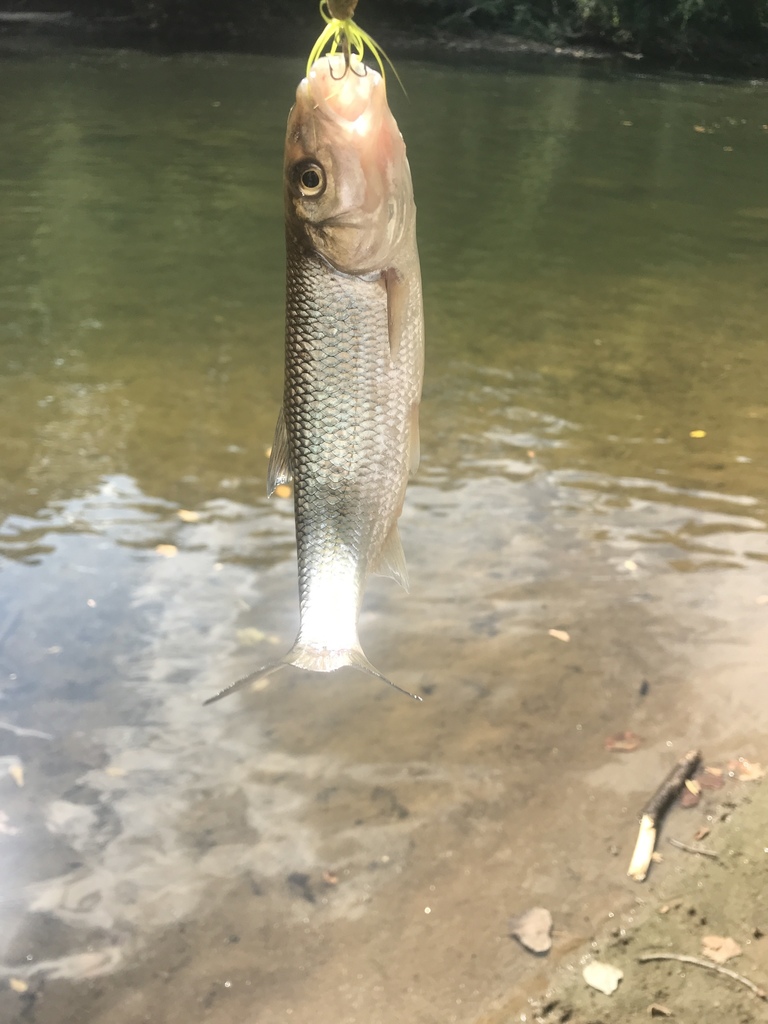 Fallfish from Brandywine Creek, Wilmington, DE, US on September 12 ...