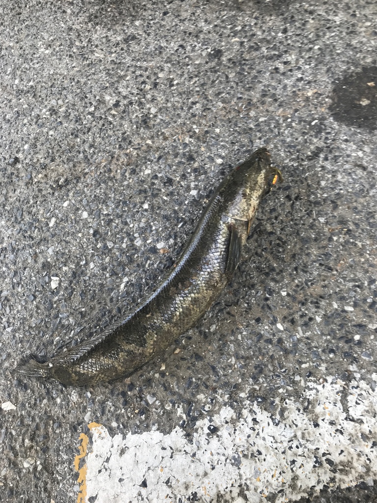 Northern Snakehead from Brandywine Creek, Wilmington, DE, US on August ...