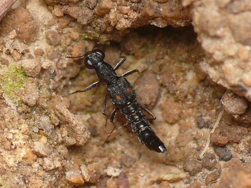 Stenus alienus · iNaturalist Mexico
