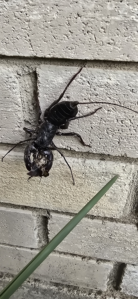 Giant Vinegaroon from Brackettville, TX 78832, USA on June 1, 2025 at 07:32 AM by Troy Hibbitts ...