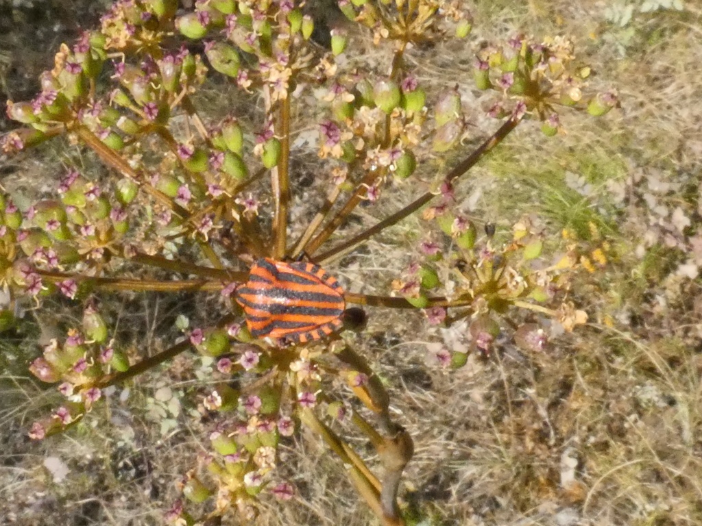 Continental Striped Shield Bug from Burnand, Bourgogne, FR on September ...