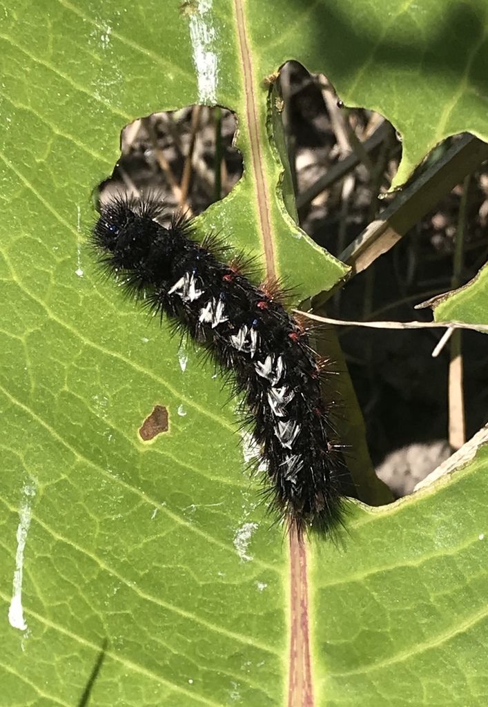 Paracles from La Matanza, La Matanza, Buenos Aires, AR on September 14 ...