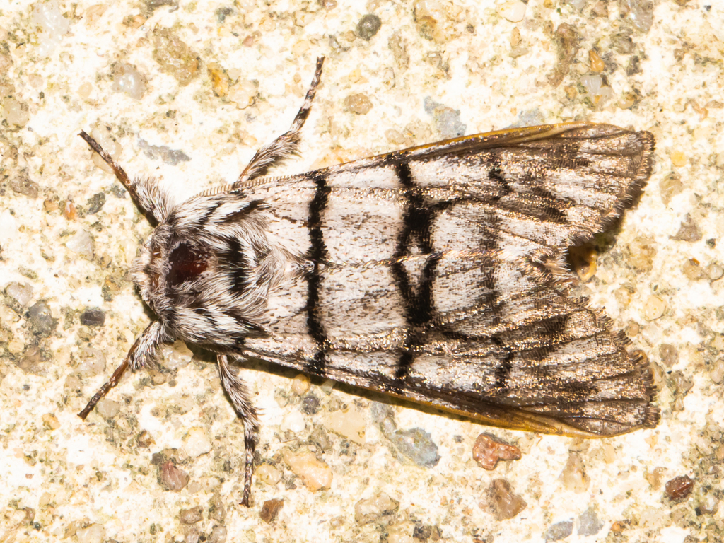 Eastern Panthea Moth from Patuxent Research Refuge, Anne Arundel ...