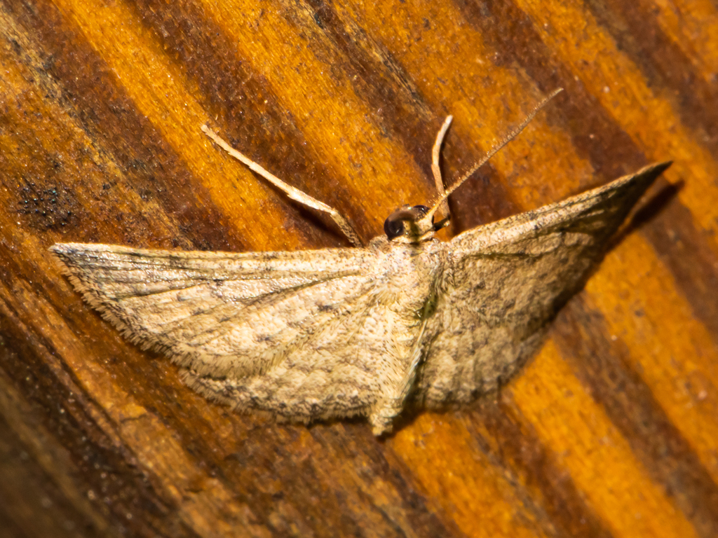 Drab Brown Wave from Patuxent Research Refuge, Anne Arundel, Maryland ...