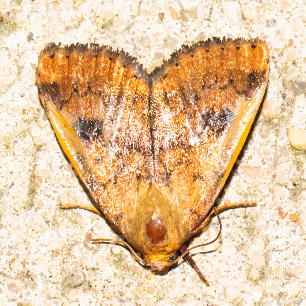 Spotted Straw Moth from Patuxent Research Refuge, Anne Arundel ...
