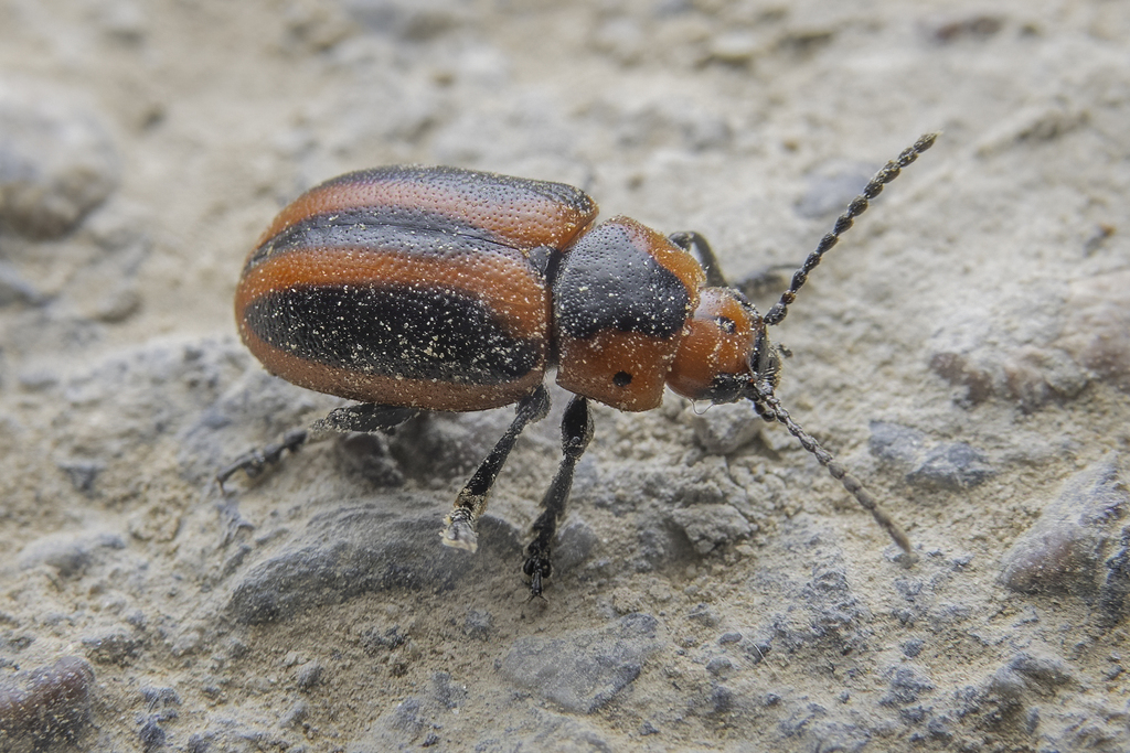 Entomoscelis adonidis from 中国甘肃省兰州市榆中县 on May 31, 2025 at 10:46 PM by ...