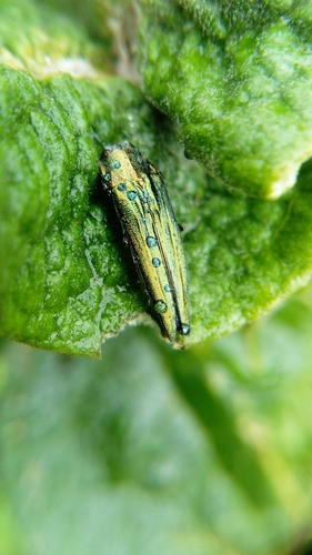 (Agrilus sulcatulus)