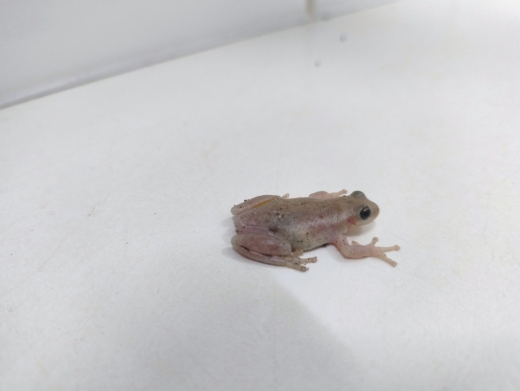 Desert Tree Frog from Jabiru NT 0886, Australia on June 2, 2025 at 05: ...