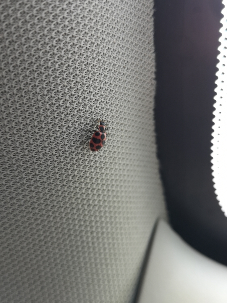 Spotted Pink Lady Beetle from Pembroke, ON K8A 7R5, Canada on September ...