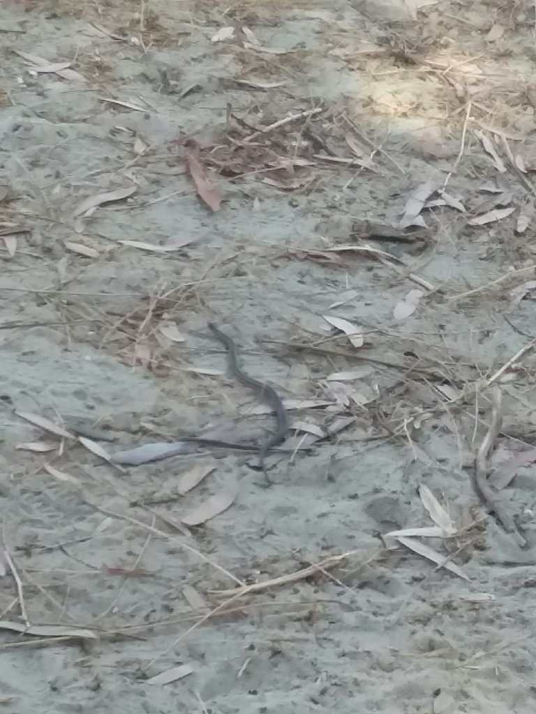 Gopher Snake from Solana Beach, CA 92075, USA on September 15, 2019 at ...