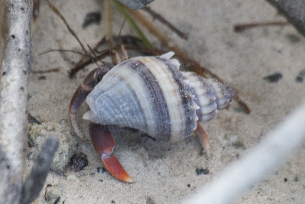 Caribbean Land Hermit Crab from Naval Air Station Key West, FL 33040 ...