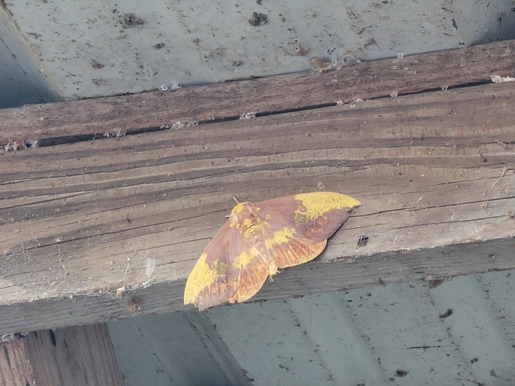 Imperial Moth from Tyler County, TX, USA on August 23, 2023 at 08:21 AM ...
