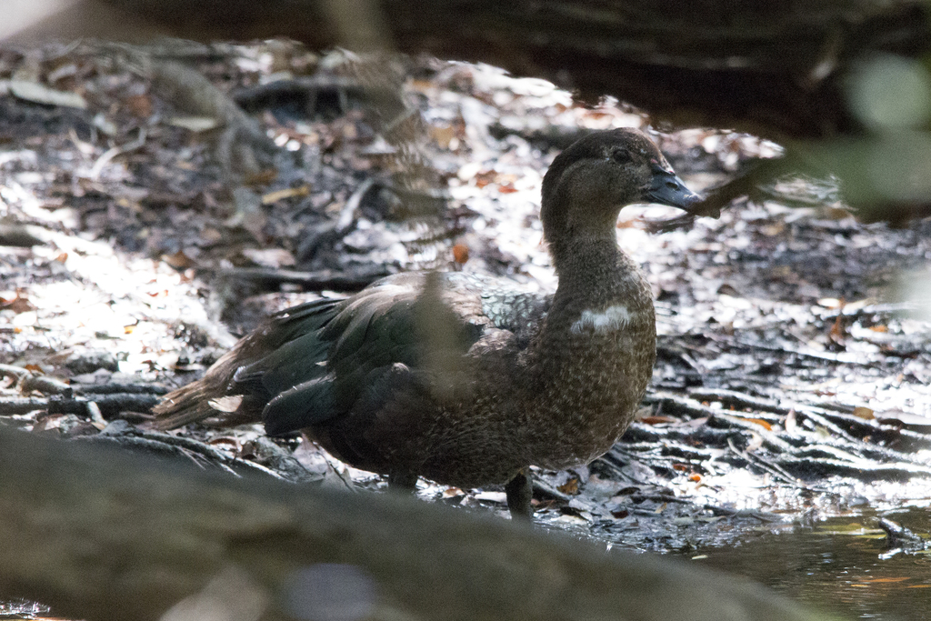 Ducks, Geese, and Swans from Key West Tropical Forest and Botanical ...
