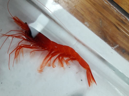 Sergia japonica · iNaturalist