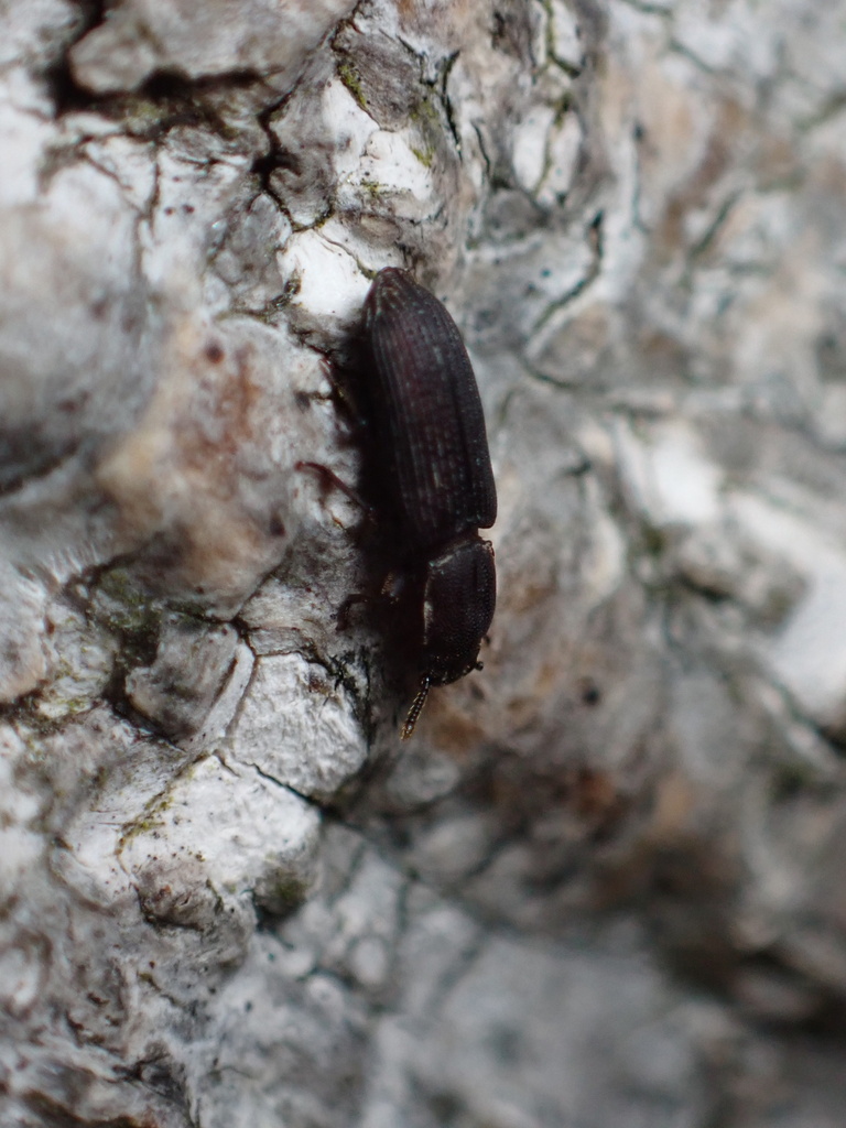 Pycnomerus fuliginosus in May 2025 by King Chan · iNaturalist