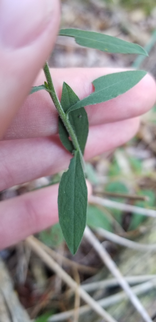 Solidago Hispida