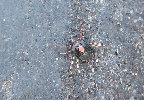 Amblyomma astrion · iNaturalist