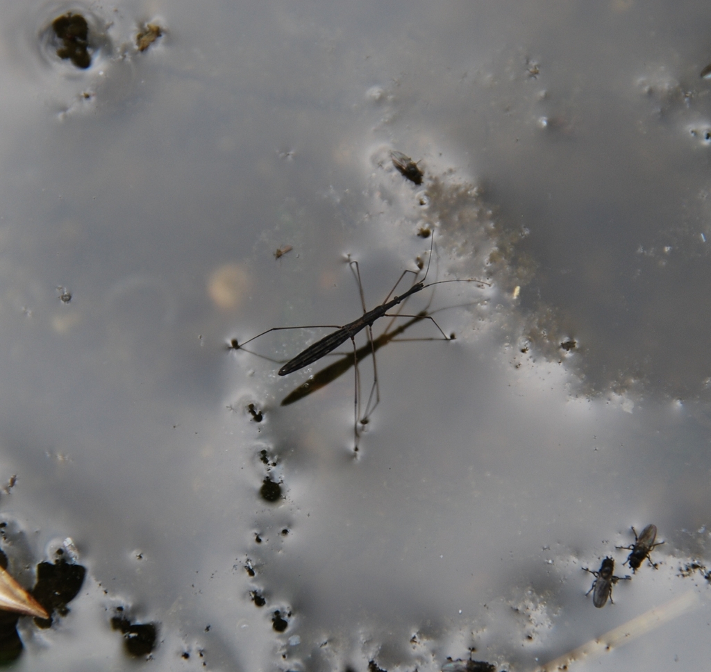 Common Water Measurer from 29860 Plabennec, France on May 31, 2025 at ...