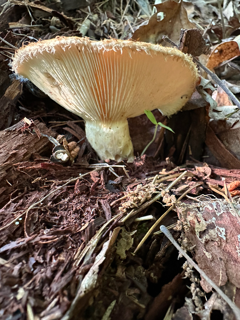 Lactarius speciosus from Mount Airy, GA, US on May 31, 2025 at 05:36 PM ...